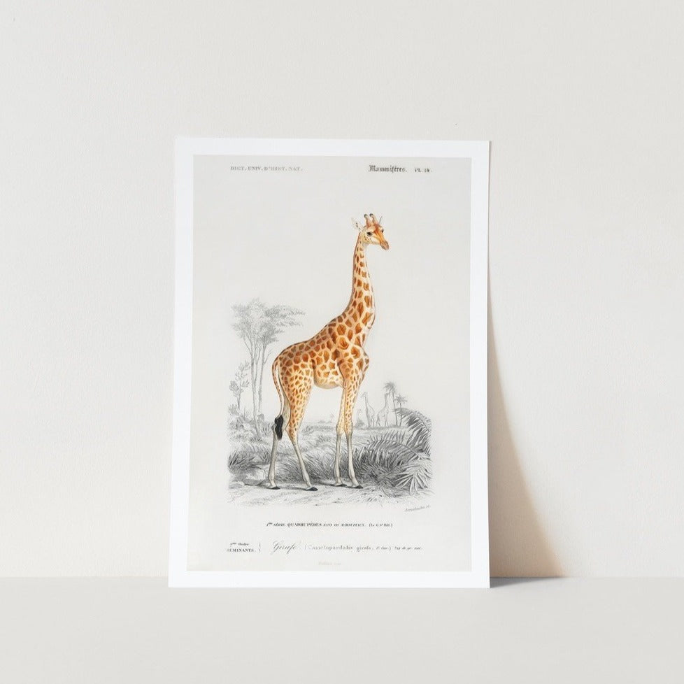 Giraffe Art Print