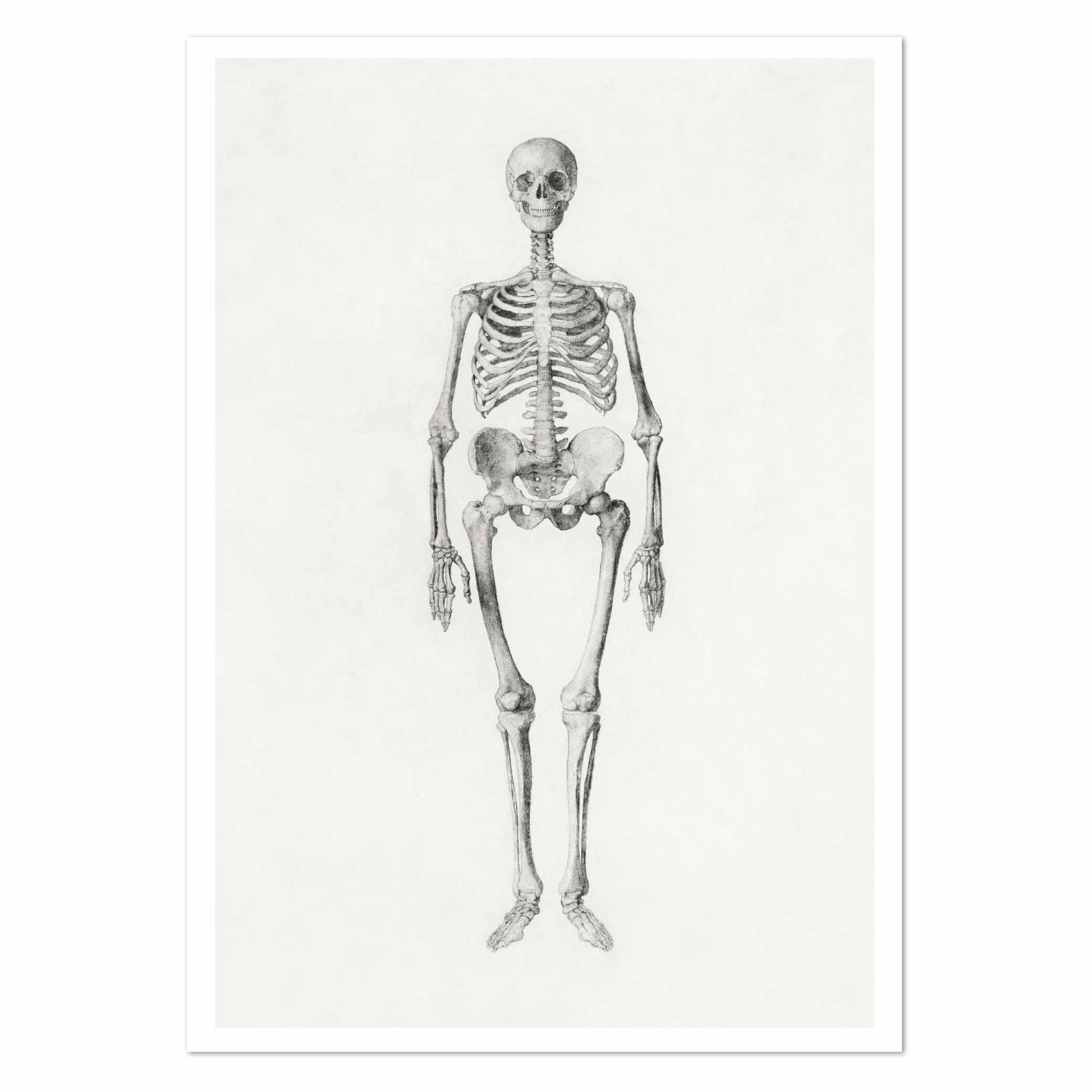 Human Skeleton Artwork How To Draw A Skeleton Depicting The Bones In