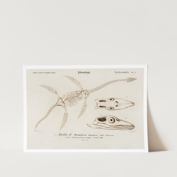 Plesiosaurus Art Print