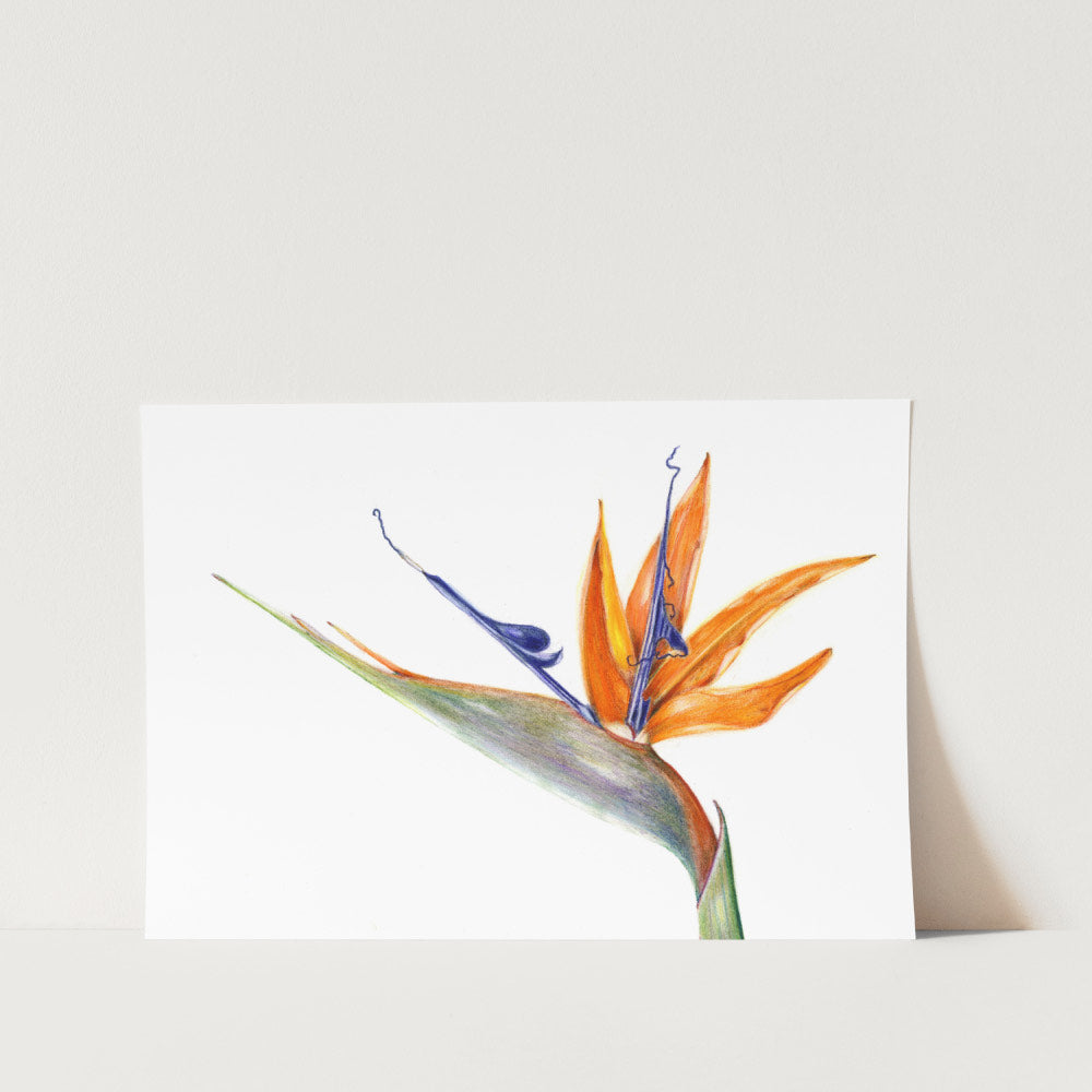 Strelitzia Original Landscape Art Print