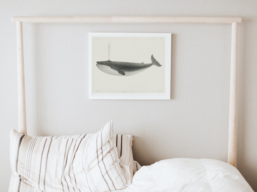 Sulphur Bottom Whale Art Print